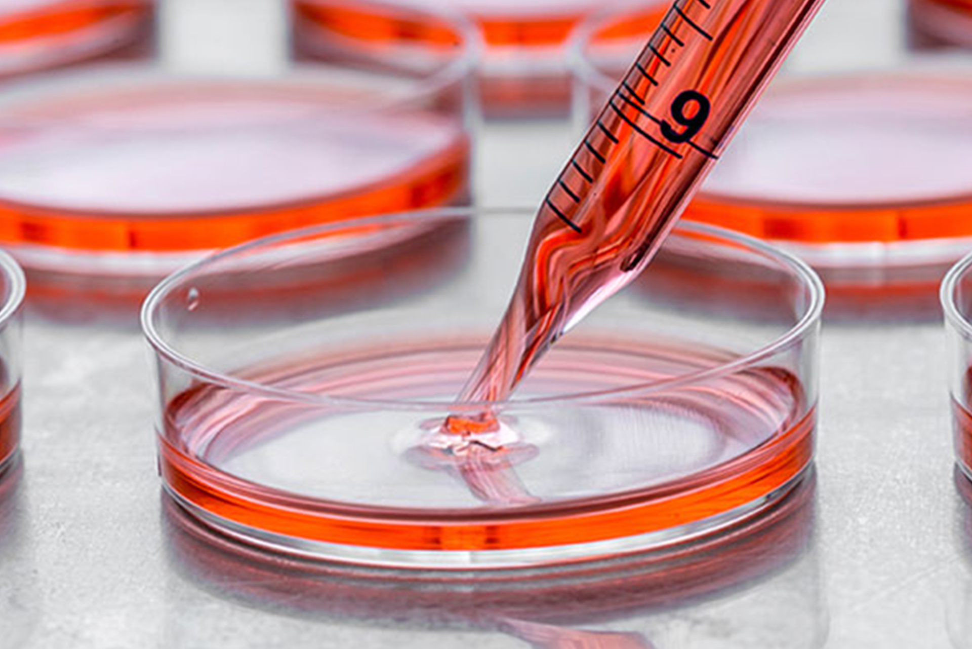 Exploring Cell Culture’s Role in Laboratory Research – Zreash Biotech